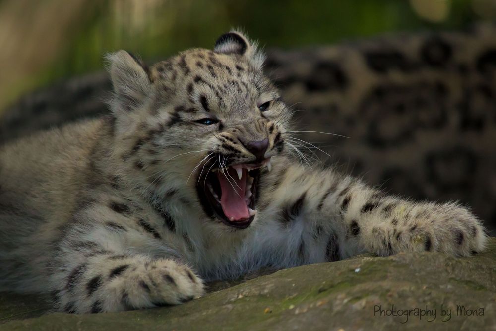 **Kleiner Schan gaaanz groß...** Foto & Bild | tiere, tierkinder ...