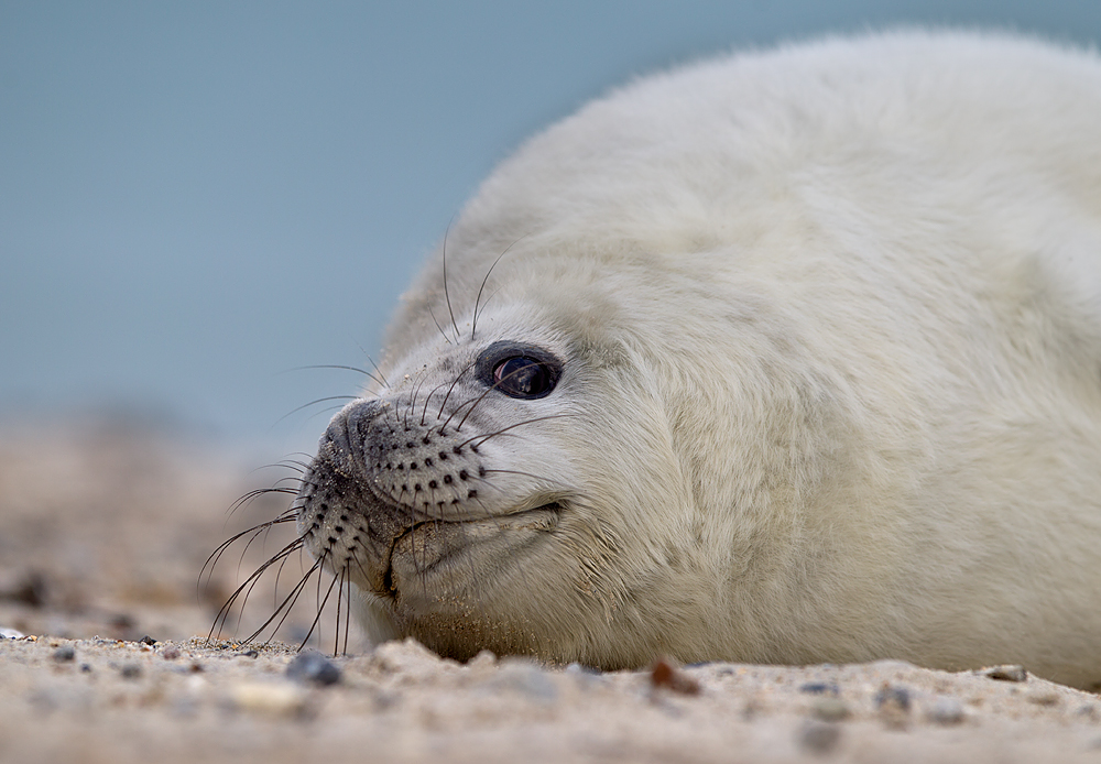 Kleiner Schelm Foto & Bild | tiere, wildlife, säugetiere Bilder auf ...
