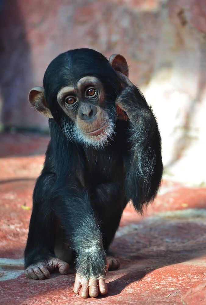 Kleiner Schimpanse Foto And Bild Tiere Tierkinder Natur Bilder Auf
