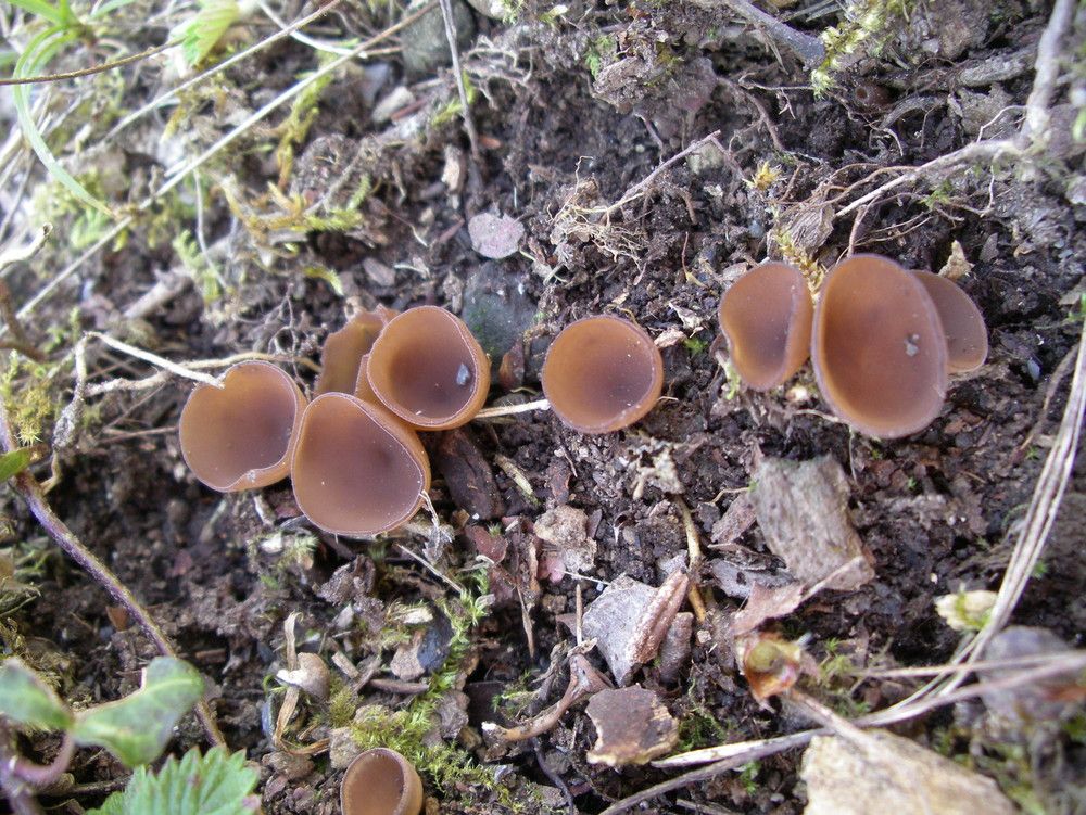 Kleiner Schmarotzer Foto & Bild | pflanzen, pilze & flechten, pilze ...