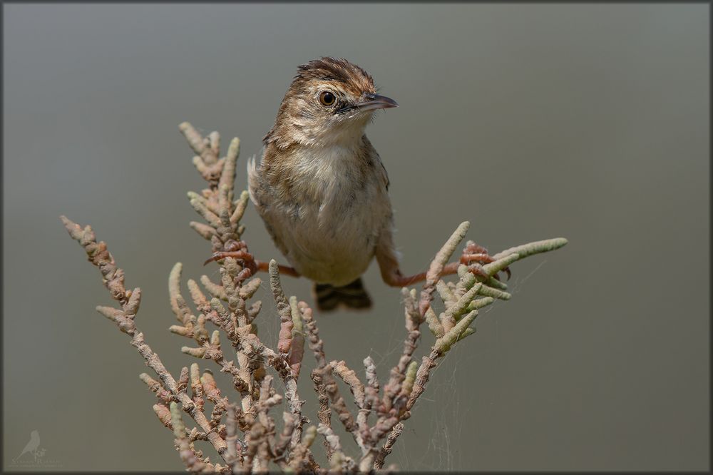 Kleiner Spagat Foto & Bild | tiere, wildlife, wild lebende vögel Bilder ...