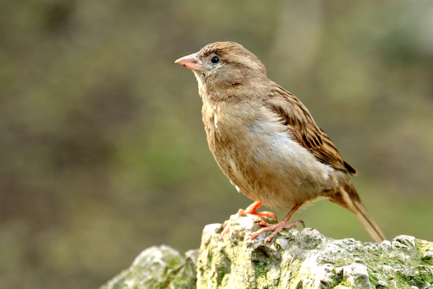 Kleiner Spatz - ganz groß! Foto & Bild | natur, sperling, sperlinge ...