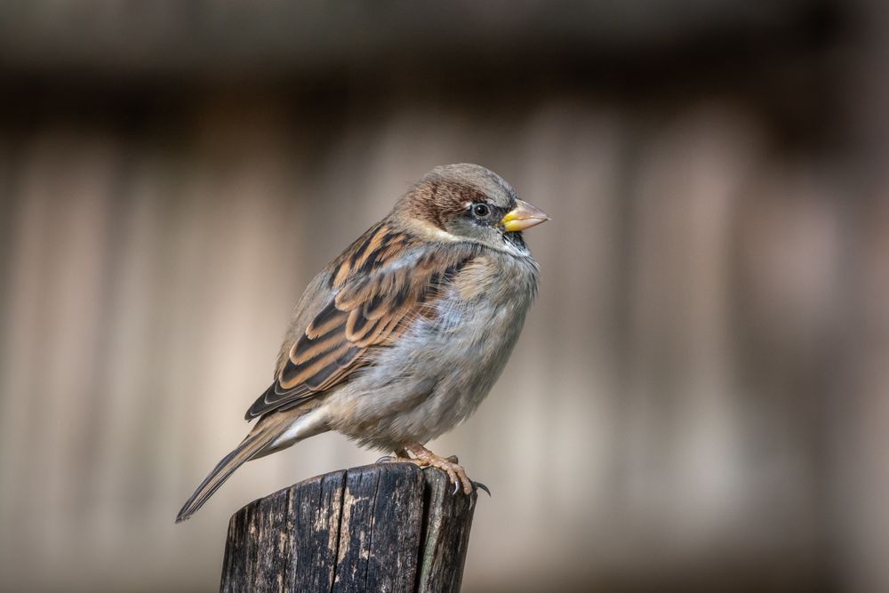 Kleiner Spatz- ganz groß im Bild Foto & Bild | natur, vögel, wild ...