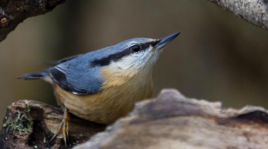 kleiner Specht Foto & Bild | tiere, wildlife, wild lebende vögel Bilder ...
