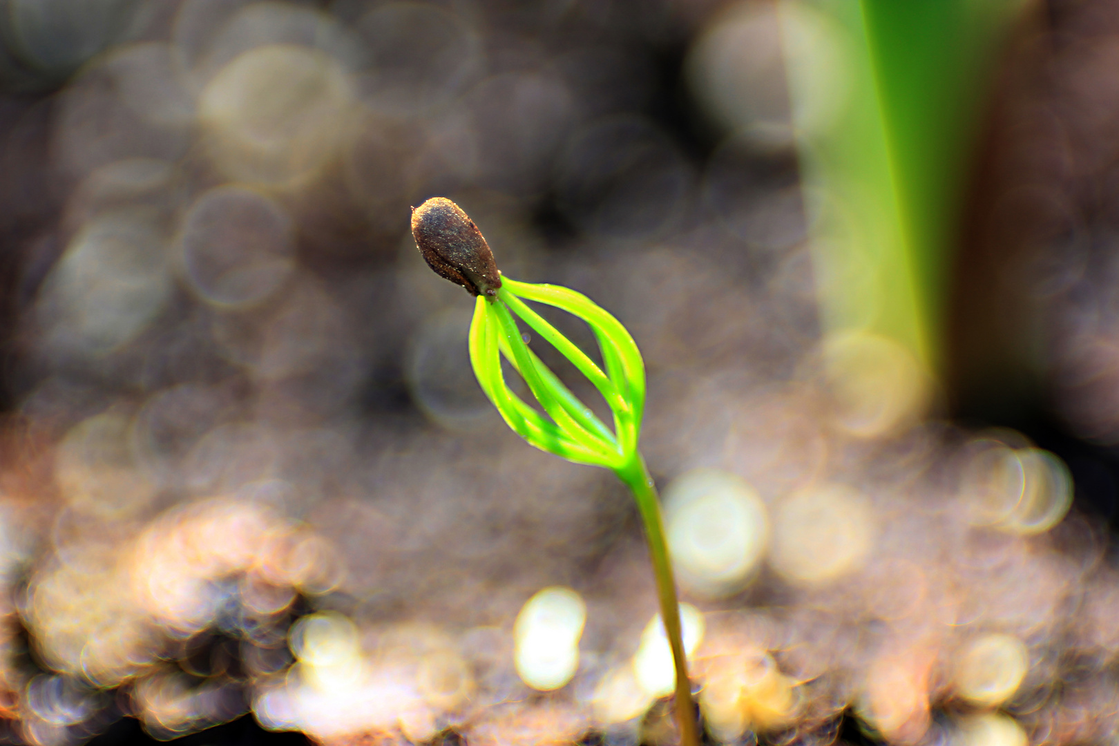 kleiner Spross einer Eibe Foto & Bild | pflanzen, pilze & flechten ...