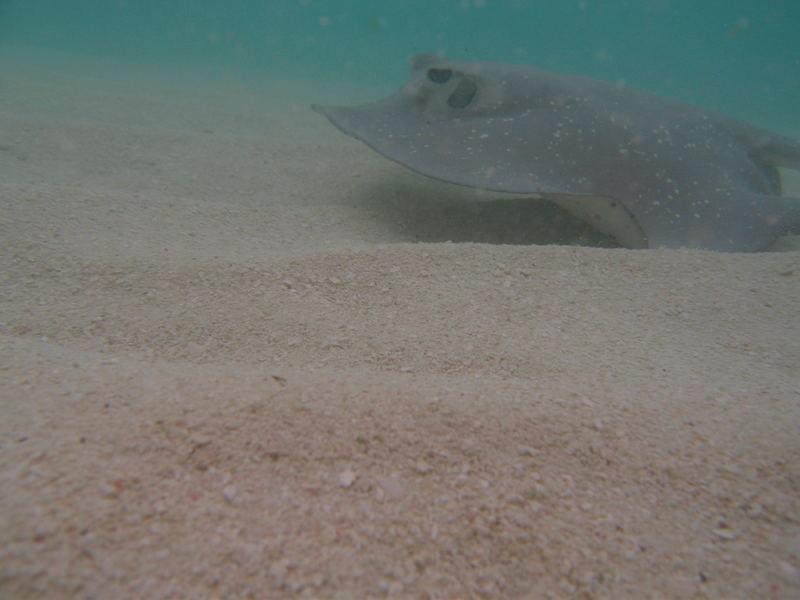 Kleiner Stachelrochen 3 Foto & Bild | tiere, wildlife, fische Bilder ...