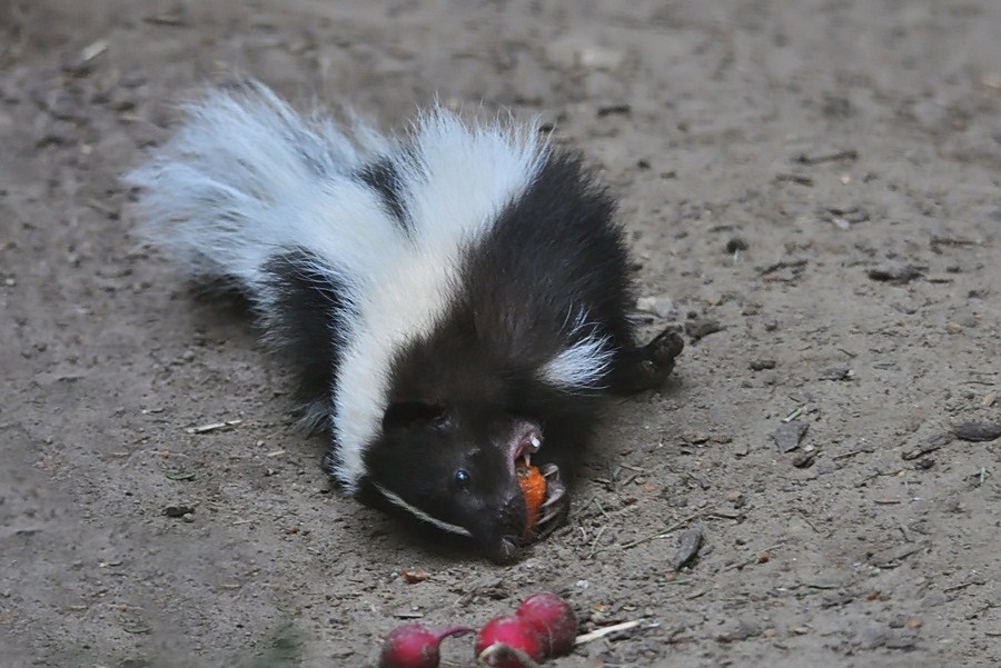 Kleiner Stinker !!! Foto & Bild | tiere, zoo, wildpark & falknerei ...