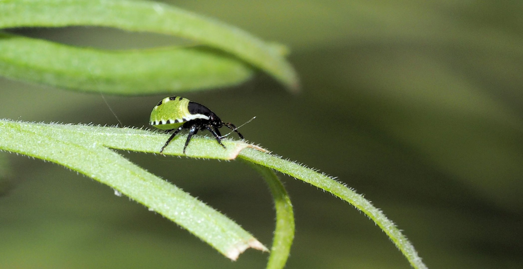Kleiner Stinker unterwegs... Foto & Bild | natur, insekt, insekten ...
