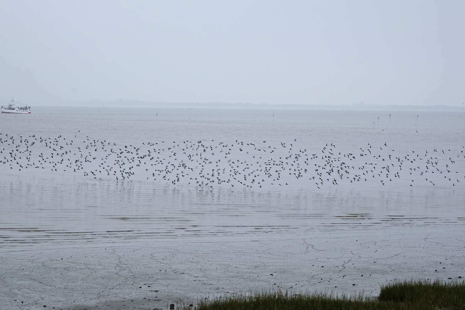 Kleiner Teil eines auffliegenden riesigen Knutt-Schwarmes am Jadebusen ...