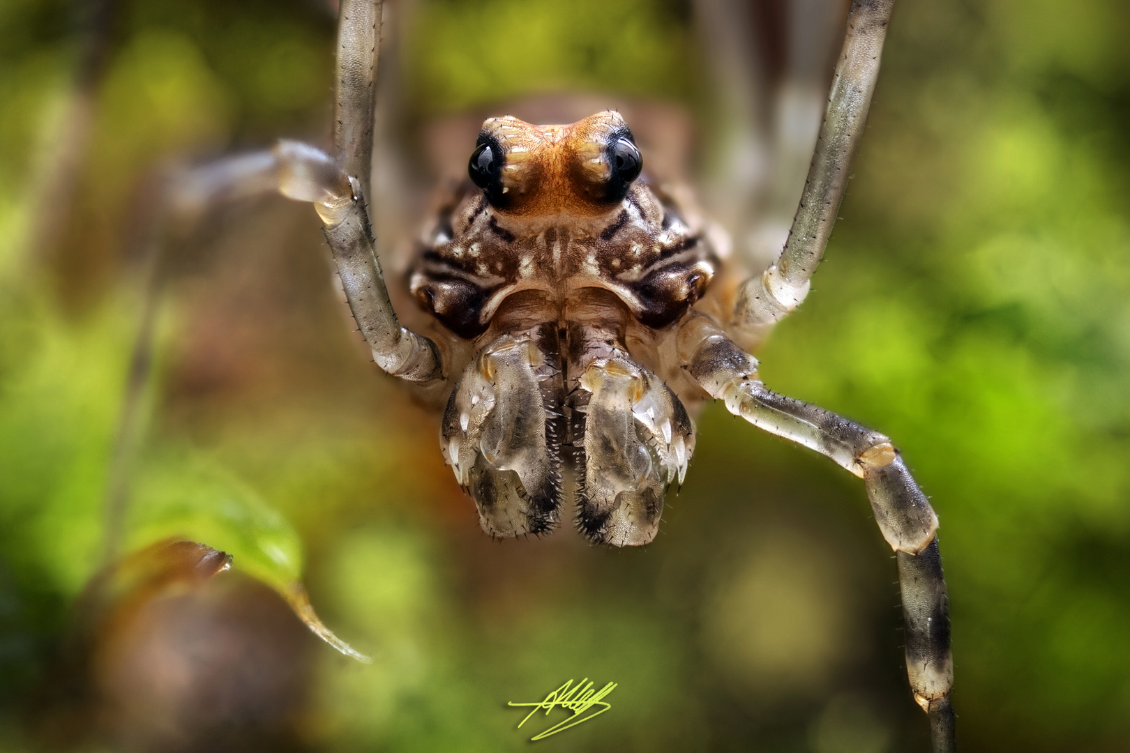 Kleiner Weberknecht (Männchen) Foto & Bild | tiere, wildlife, spinnen ...