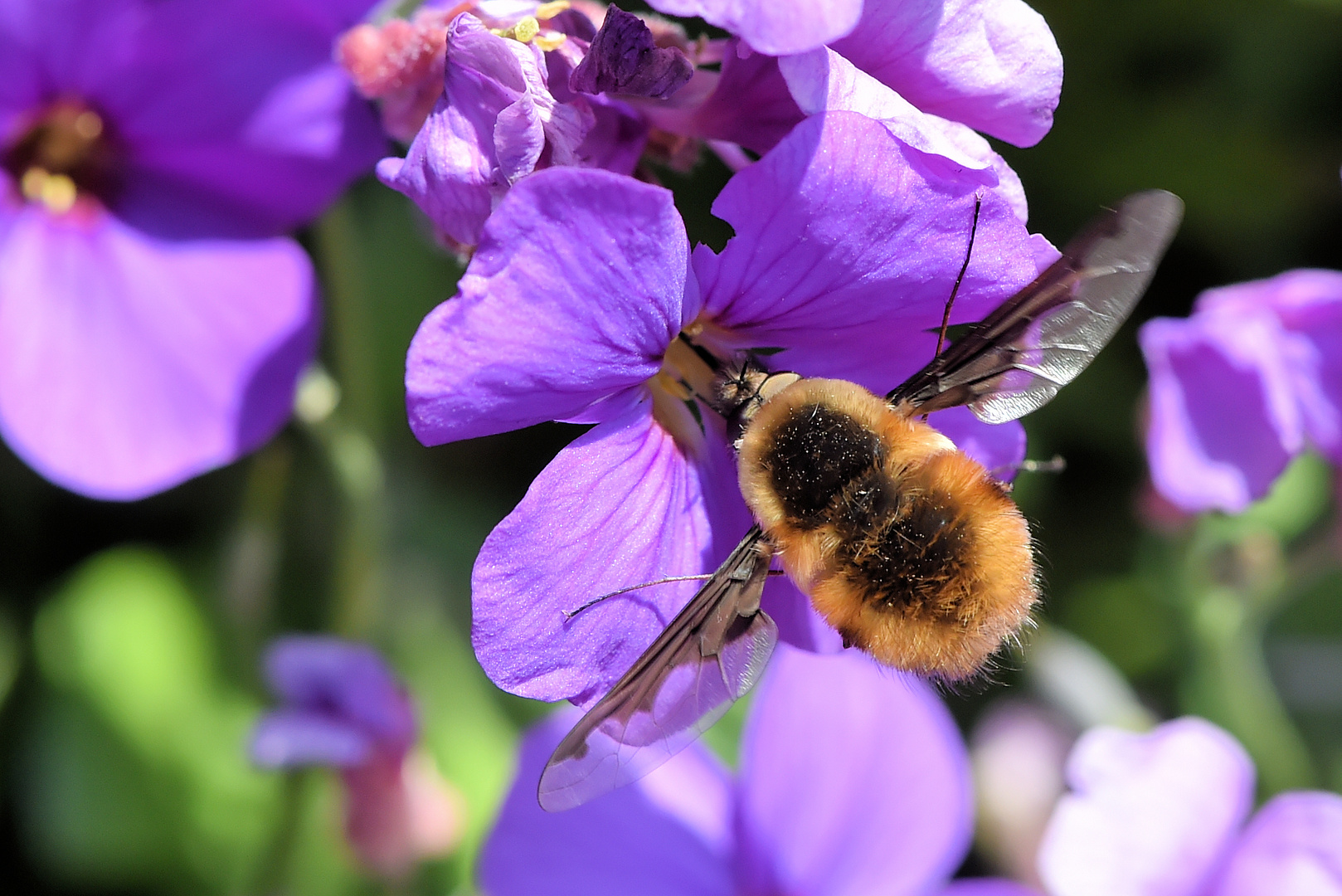 kleiner Wirbelwind Foto & Bild | makro, natur, insekten Bilder auf ...