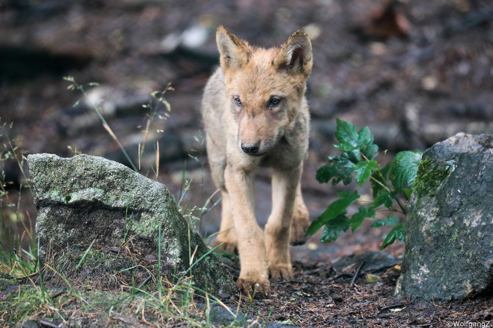 kleiner Wolf Foto & Bild | tiere, zoo, wildpark & falknerei, säugetiere ...