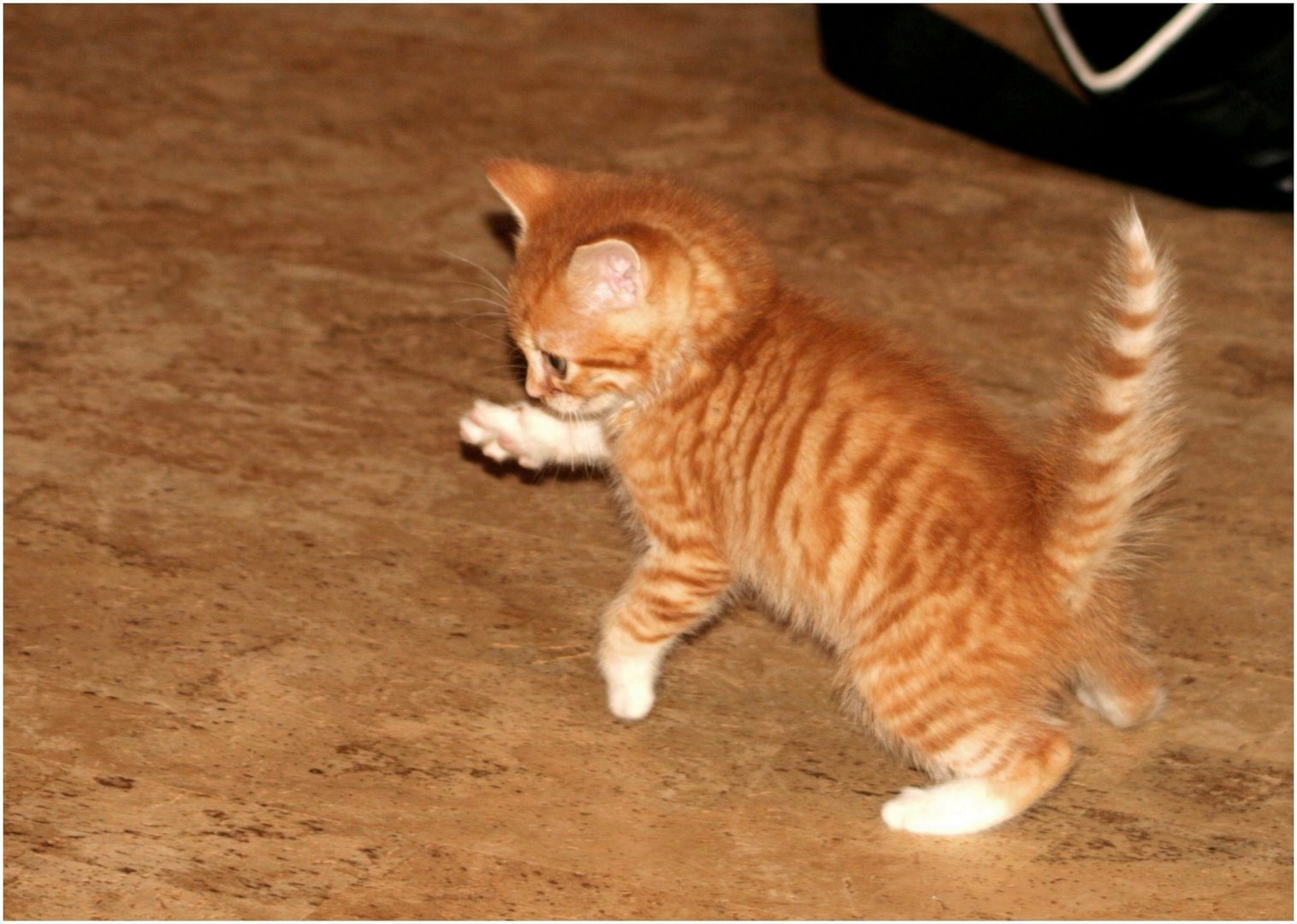 Kleiner zäher Kater Foto & Bild | tiere, haustiere, katzen Bilder auf fotocommunity