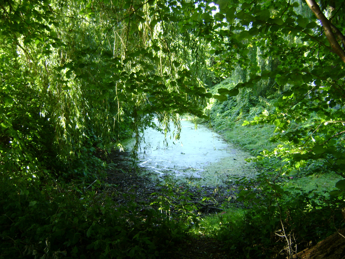 kleines Biotop Foto & Bild | landschaft, lebensräume, natur Bilder auf ...