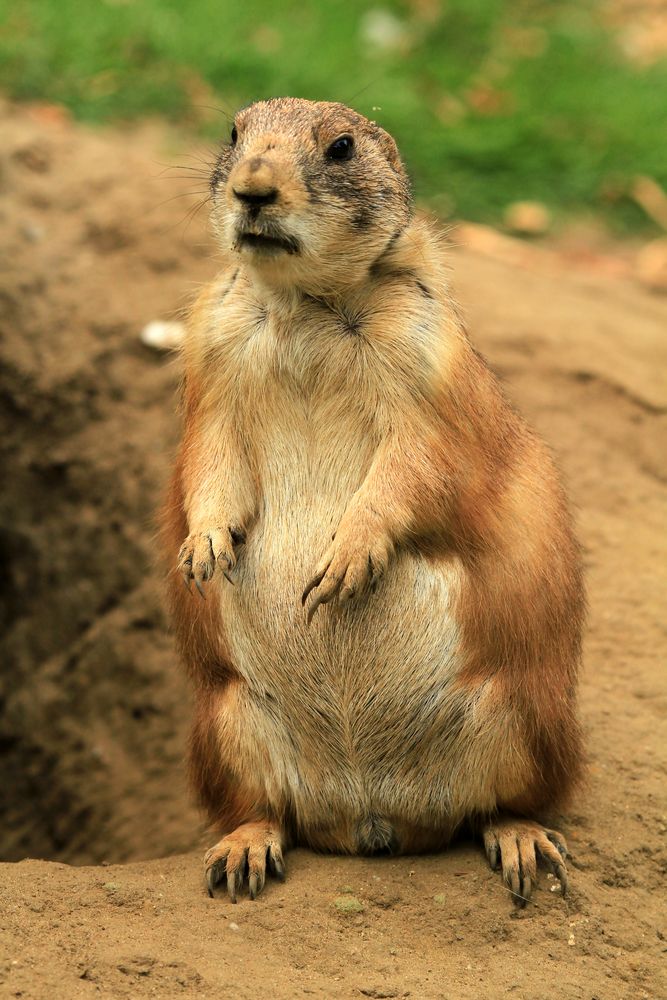 Kleines Dickerchen Foto & Bild | natur, zoo, tiere Bilder auf fotocommunity