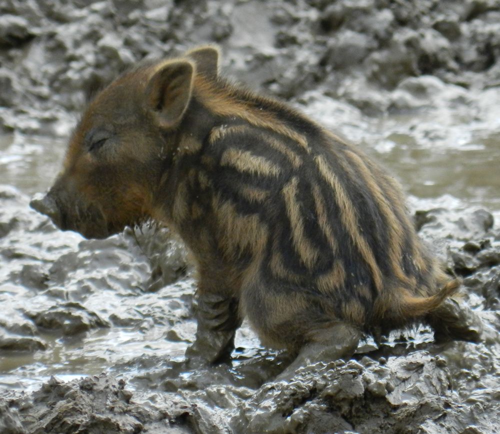 Kleines Dreckschwein Foto & Bild | tiere, natur Bilder auf fotocommunity