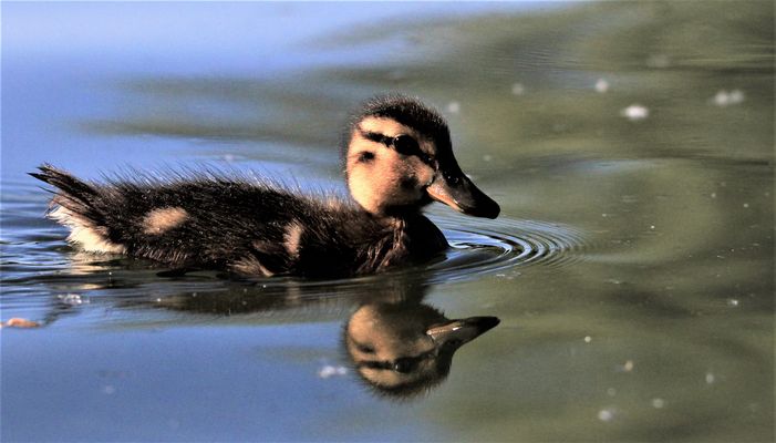 Wild lebende Vögel Bilder & Fotos