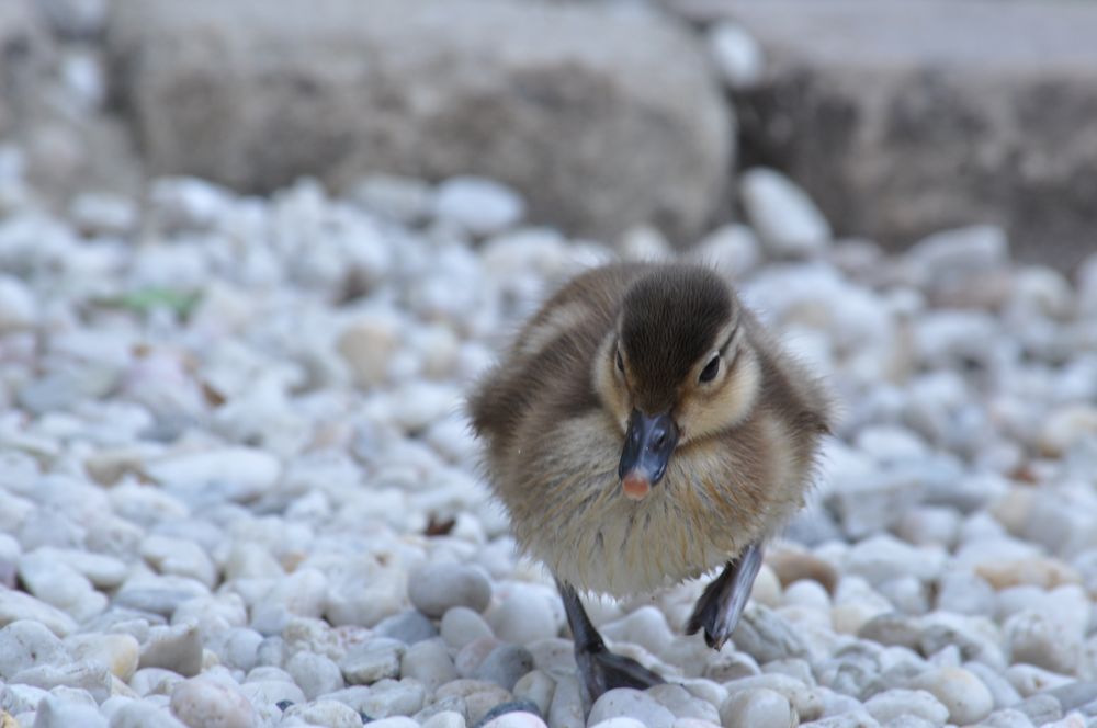 kleines Entlein Foto & Bild | tiere, küken, ente Bilder auf fotocommunity