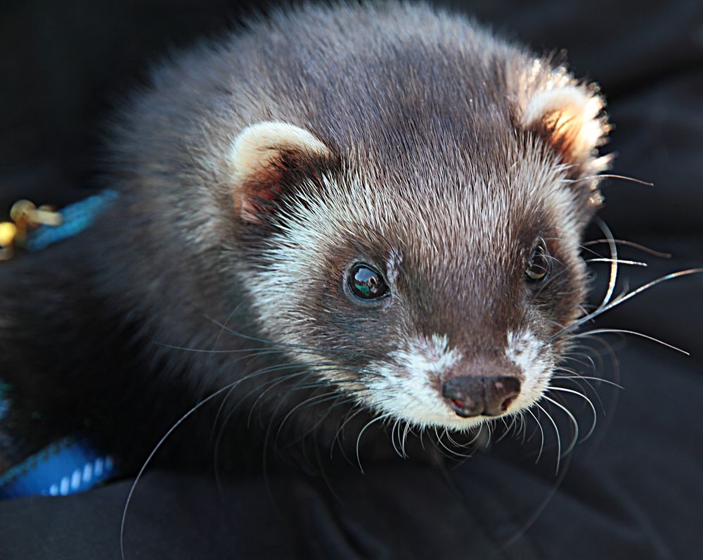 Kleines Frettchen..... Foto & Bild | tiere, tierdetails, natur Bilder ...