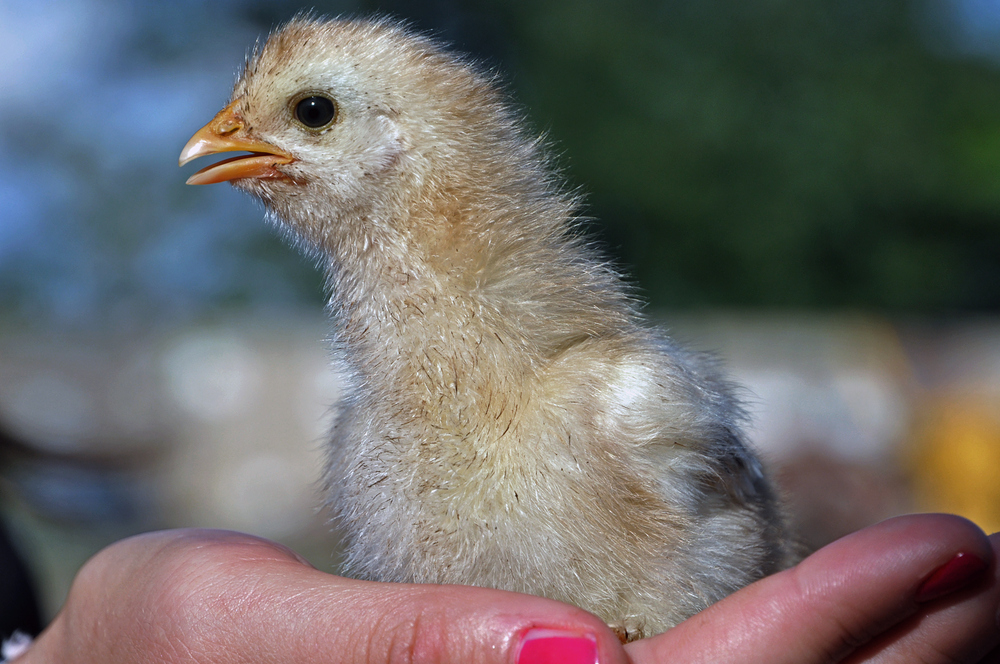 Kleines Hendl Foto & Bild | tiere, tier und mensch, huhn Bilder auf ...