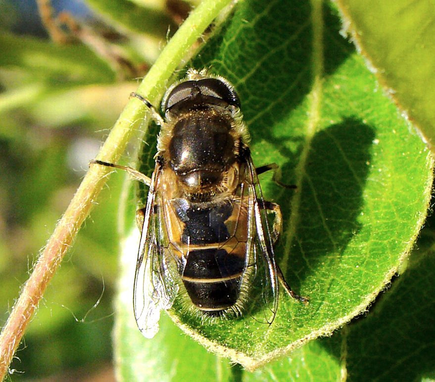 Kleines Insekt.... Foto & Bild | tiere, wildlife, insekten Bilder auf ...