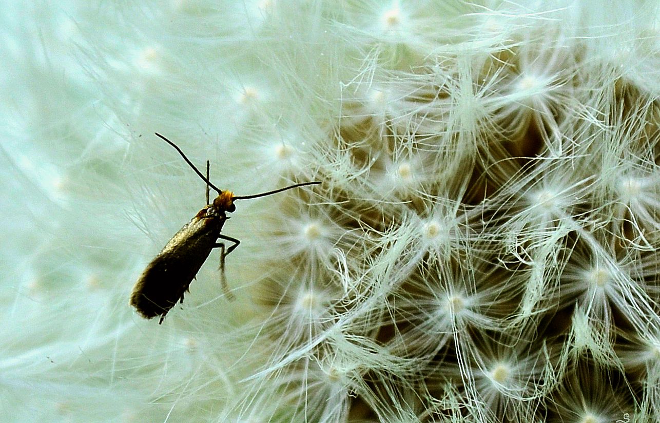 Kleines Insekt Foto & Bild | pflanzen, pilze & flechten, blüten ...