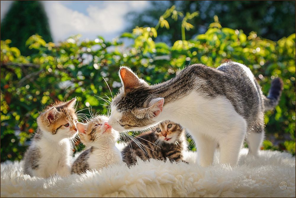 Kleines Katzen ... Foto & Bild | licht, natur, katzen Bilder auf fotocommunity