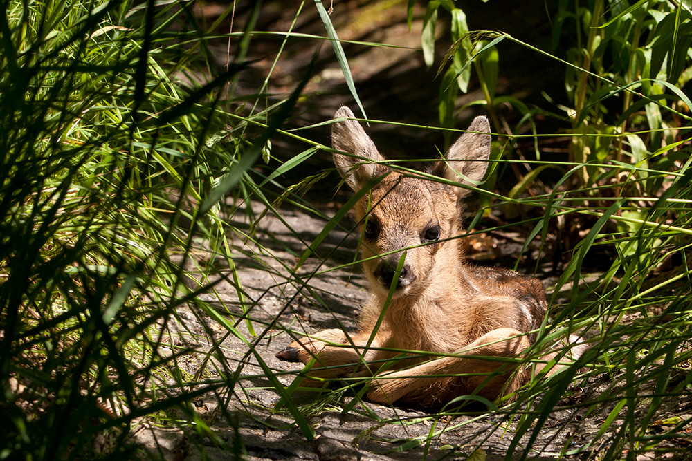 Kleines Kitz Foto & Bild | tiere, wildlife, säugetiere Bilder auf ...