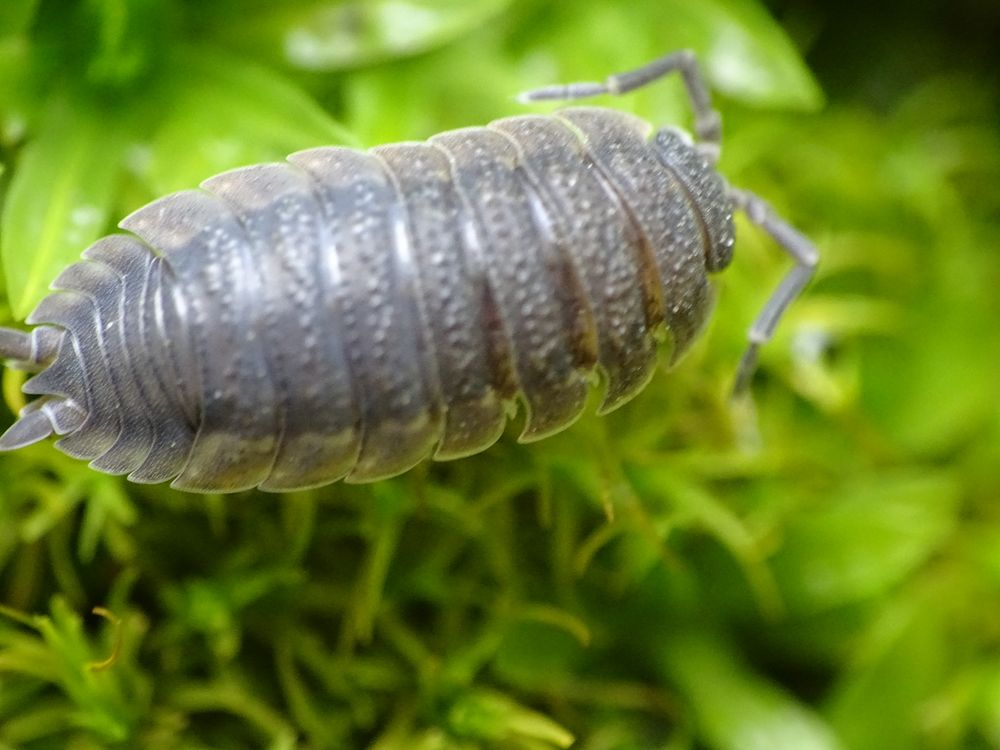 Kleines Krebstierchen Foto & Bild | moos, krebs, assel Bilder auf ...