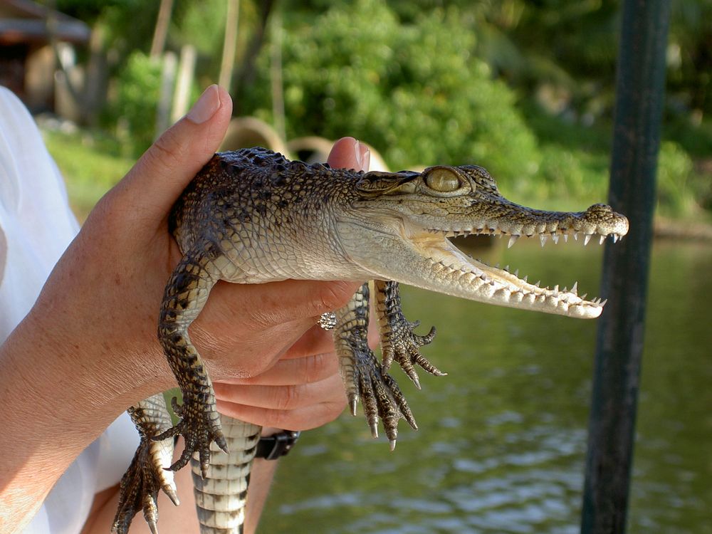 kleines Krokodil Foto & Bild | tiere, natur, reise,, natur Bilder auf ...