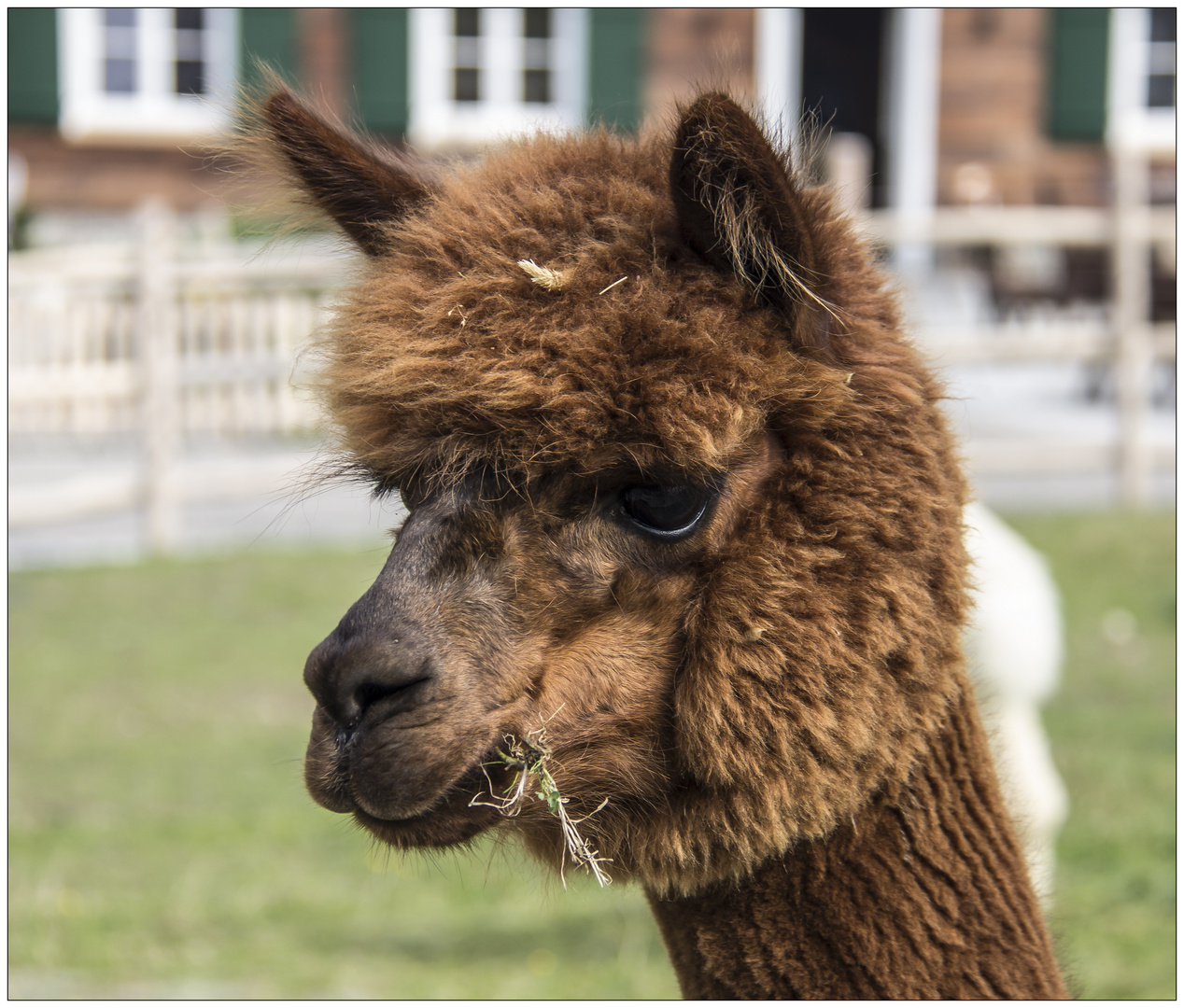 (kleines) Lama Foto & Bild | natur, tiere, deutschland Bilder auf ...