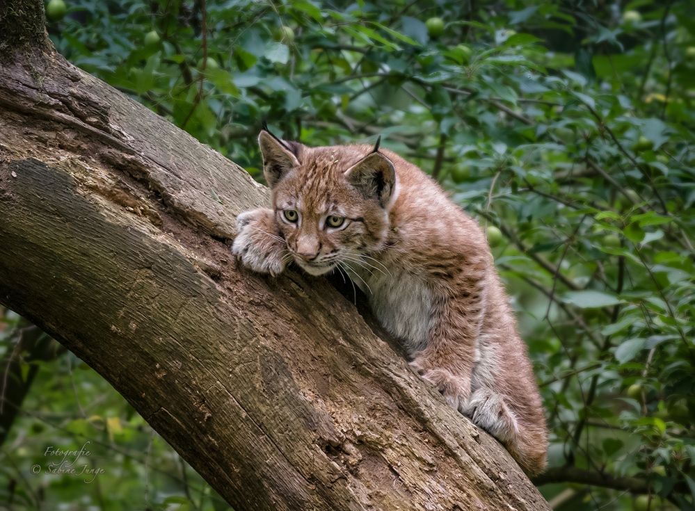 Kleines Luchsbaby Foto & Bild | nikon, natur, zoo Bilder auf fotocommunity