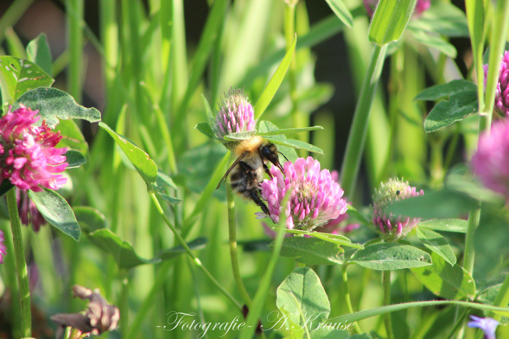 Kleines pelziges Tierchen Foto & Bild | tiere, wildlife, insekten ...