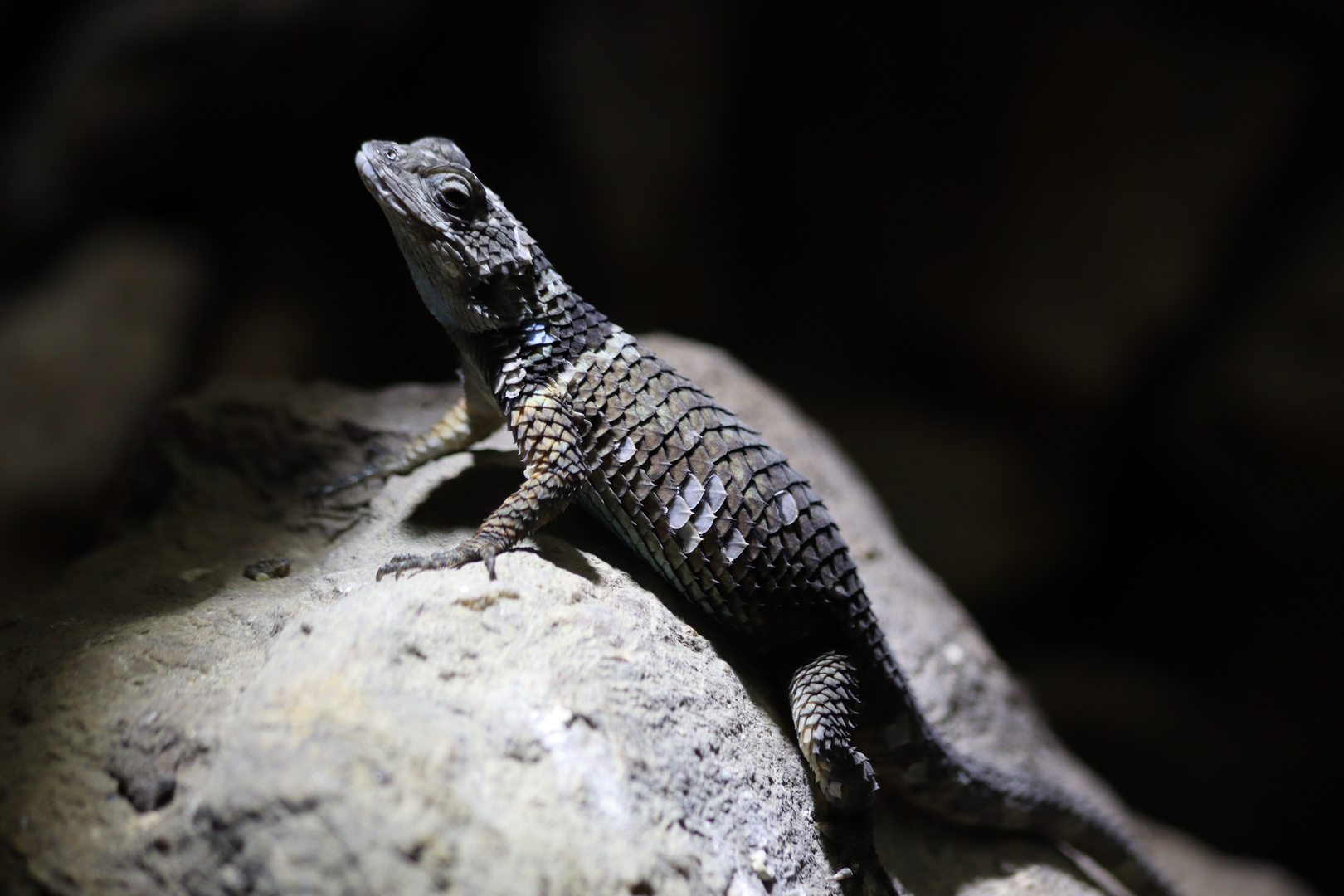 Kleines Reptil Foto & Bild | fotos, natur, zoo Bilder auf fotocommunity