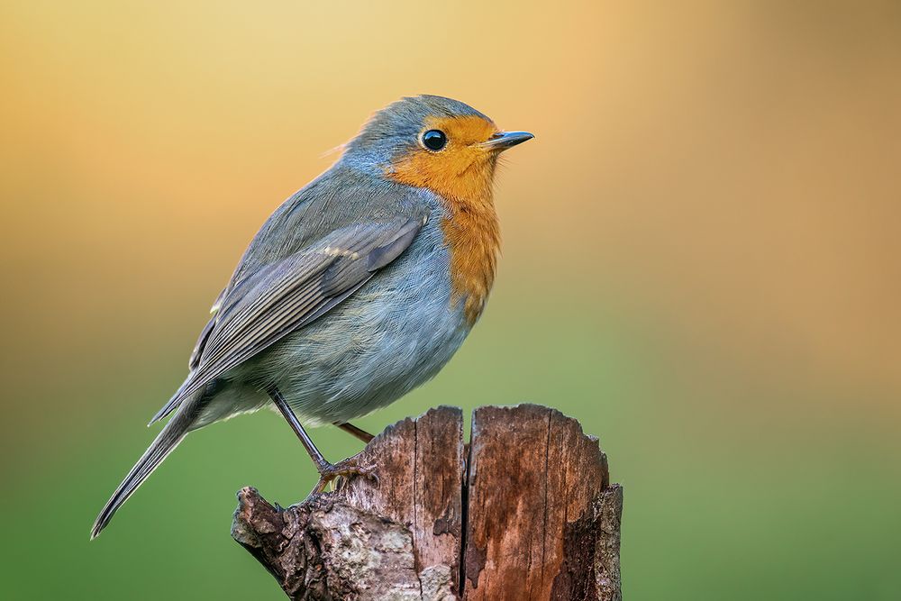 Kleines Rotkehlchen Foto & Bild | tiere, wildlife, wild lebende vögel ...
