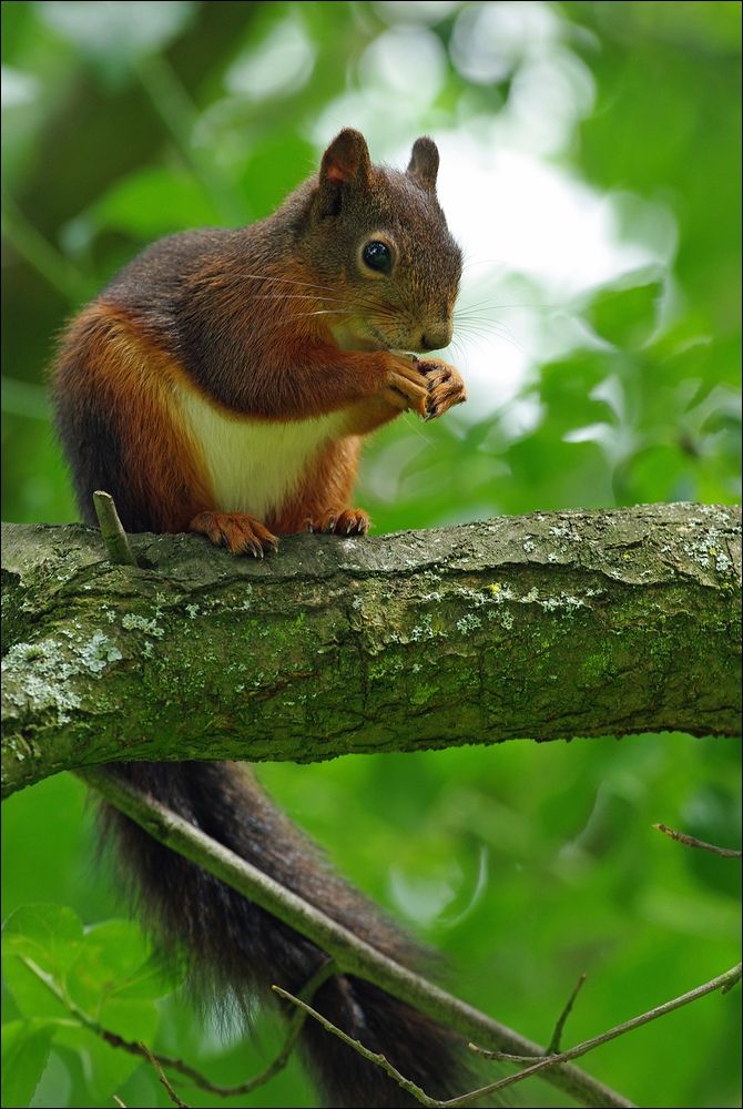 Kleines Schwarzes Foto & Bild | tiere, wildlife, säugetiere Bilder auf ...