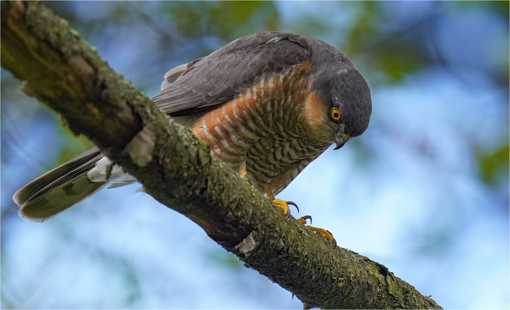 "Kleines" Sperber Männchen Foto & Bild | natur, greifvogel, tiere ...