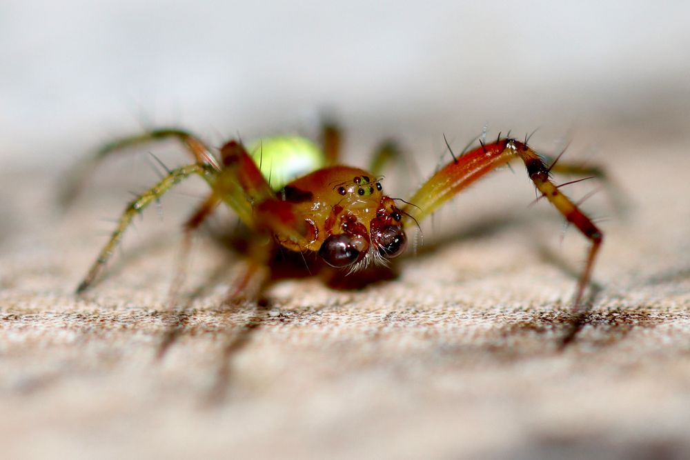 Kleines Tier ganz groß…. Foto & Bild | tiere, wildlife, spinnen Bilder ...