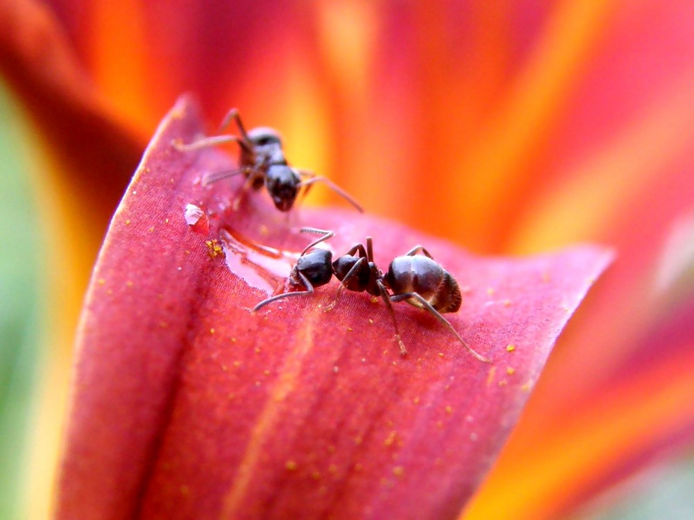 Kleines Tier ganz groß Foto & Bild | tiere, wildlife, insekten Bilder ...