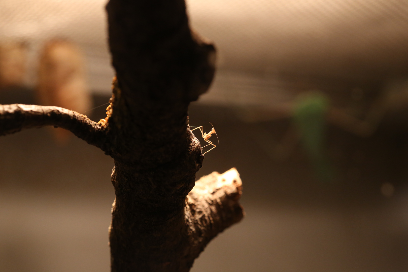 kleines Tierchen Foto & Bild | tiere, zoo, wildpark & falknerei ...