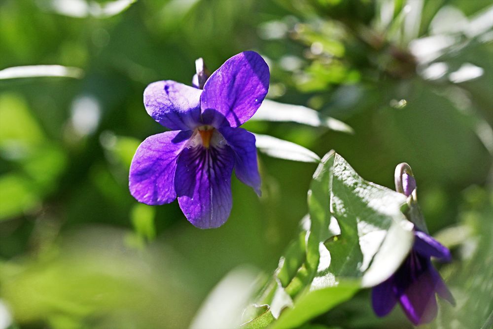 Kleines Veilchen - Petite violette Foto & Bild | spezial ...