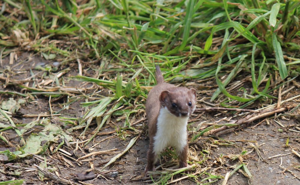 kleines Wiesel Foto & Bild | tiere, wildlife, säugetiere Bilder auf ...