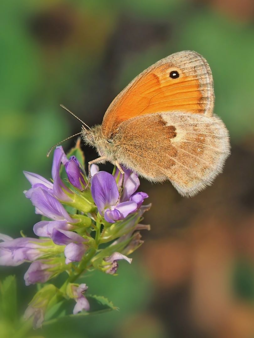 Kleines Wiesenvögelchen (Coenonympha pamphilus) Foto & Bild | tiere ...