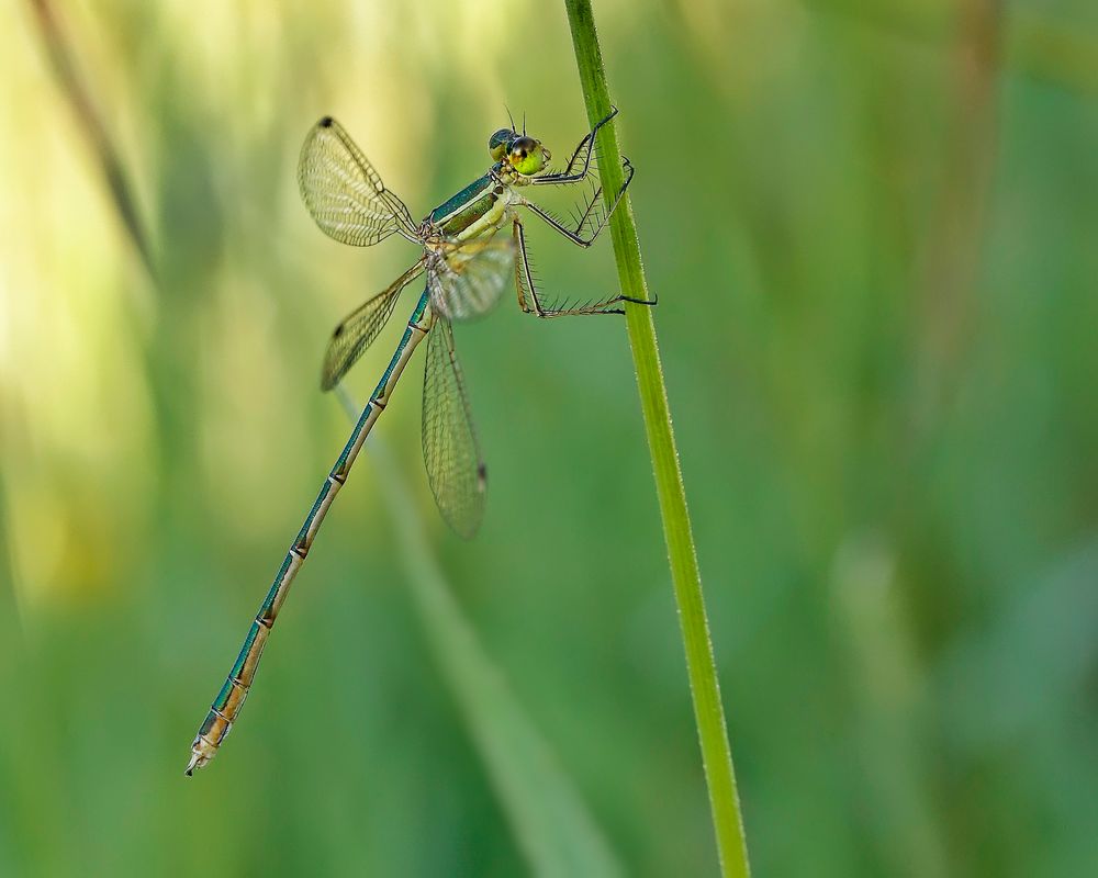 Kleinlibelle Foto & Bild | tiere, wildlife, libellen Bilder auf ...
