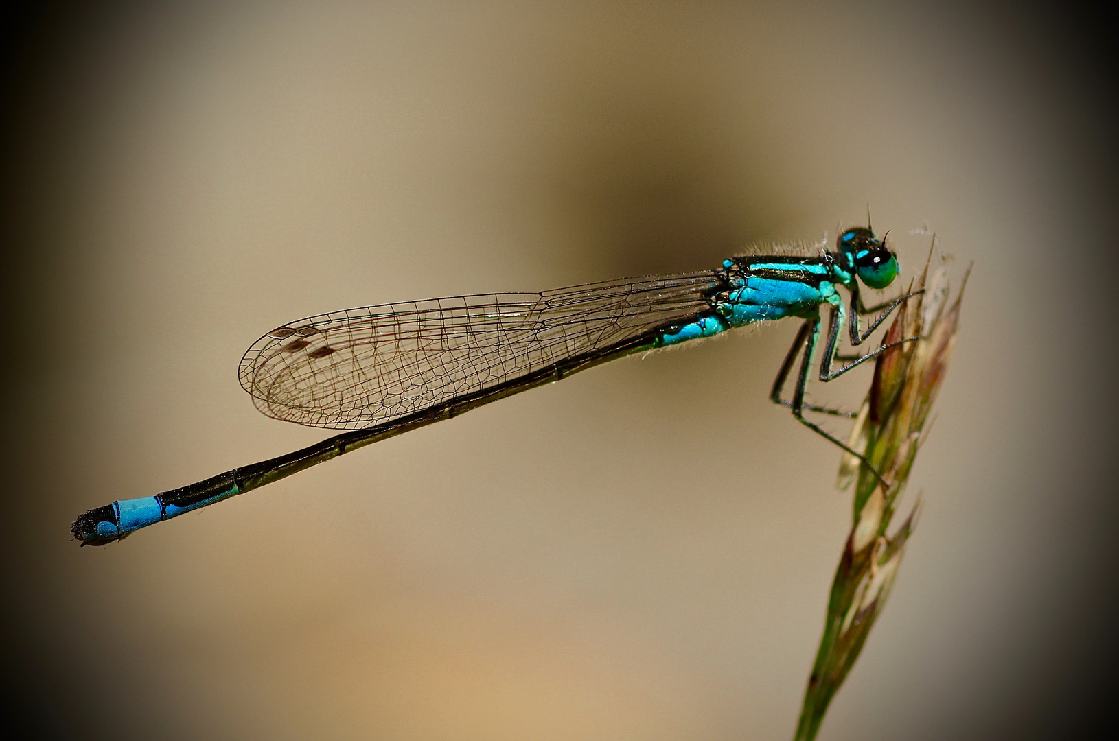 Kleinlibelle Foto & Bild | tiere, wildlife, libellen Bilder auf ...