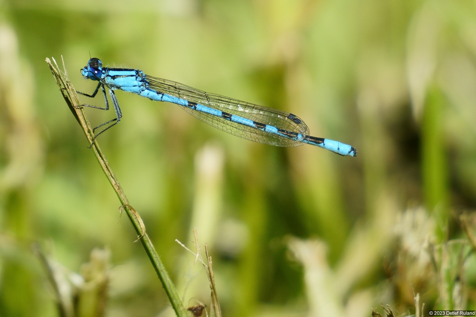 Kleinlibelle Foto & Bild | tiere, wildlife, libellen Bilder auf fotocommunity