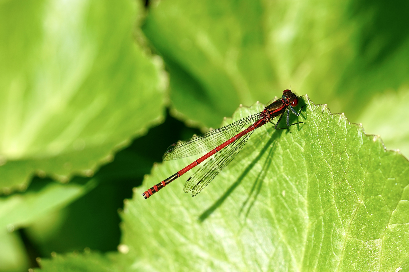 Kleinlibellen Foto & Bild | tiere, wildlife, libellen Bilder auf ...