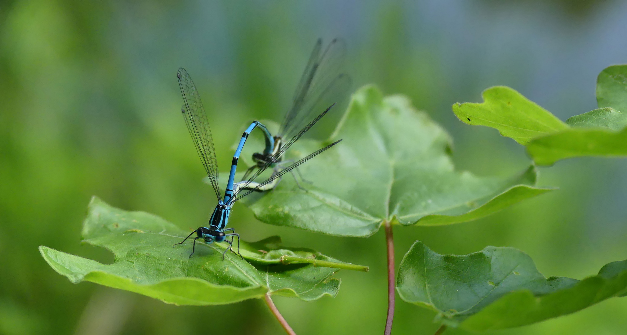 Kleinlibellen bei der Paarung Foto & Bild | fotos, nature, makro Bilder auf fotocommunity