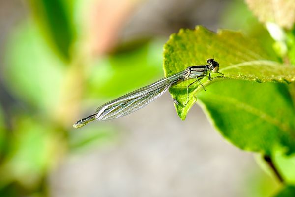 Libellen Bilder & Fotos