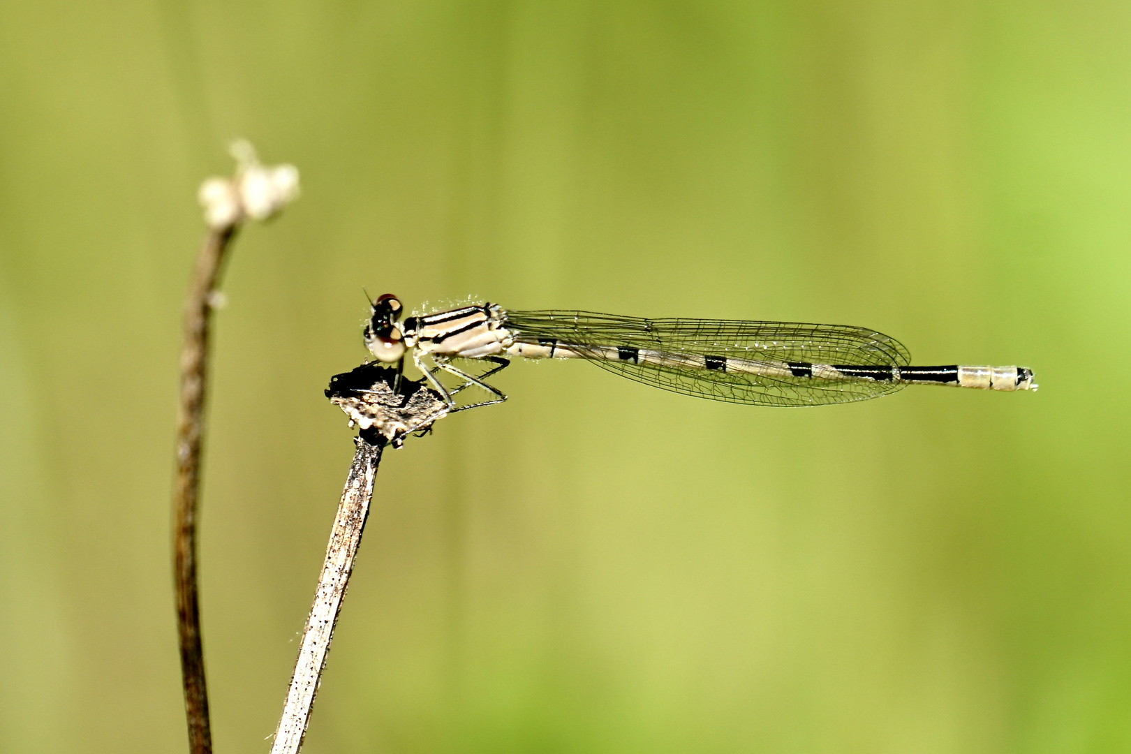 Kleinlibellen Foto & Bild | tiere, wildlife, libellen Bilder auf fotocommunity